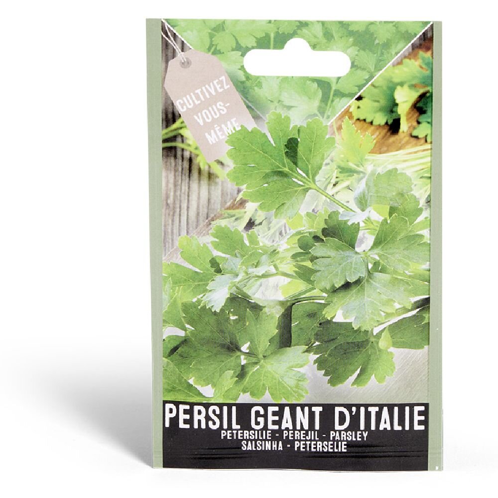 Semence persil géant d'Italie 1g | GIFI